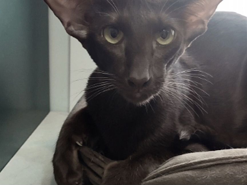 Шоколадная ориенталочка