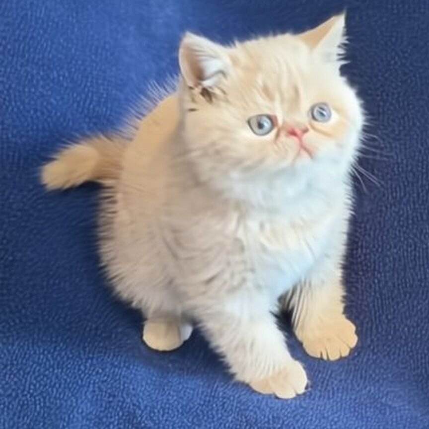 Экзотический короткошёрстный котёнок