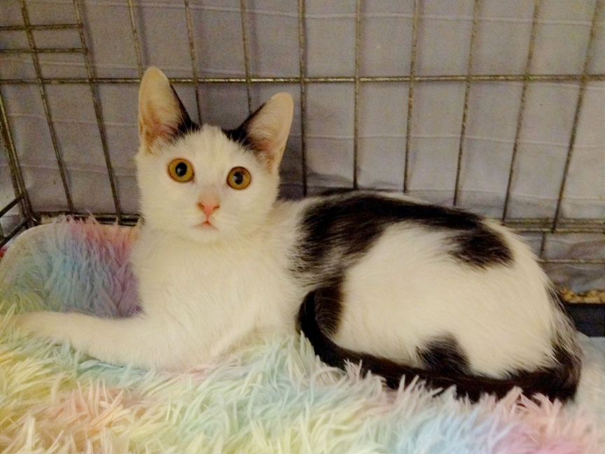 Очаровательная девочка в поиске дома