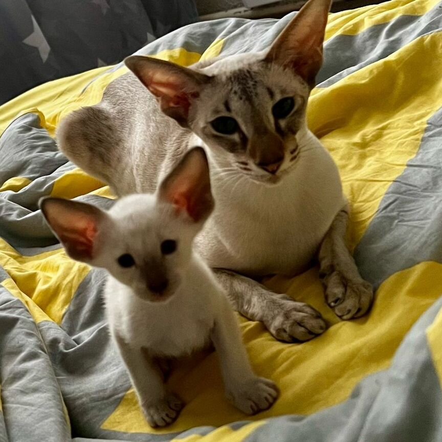 Ориентальная, взрослая кошка