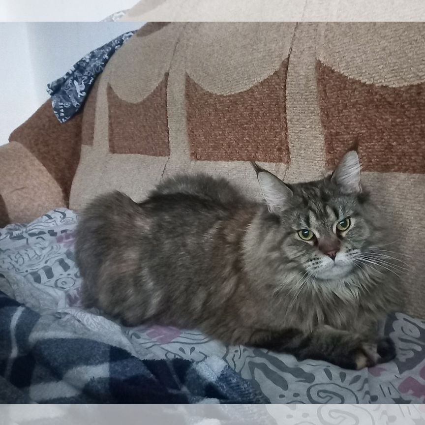 Отдам бесплатно кошку