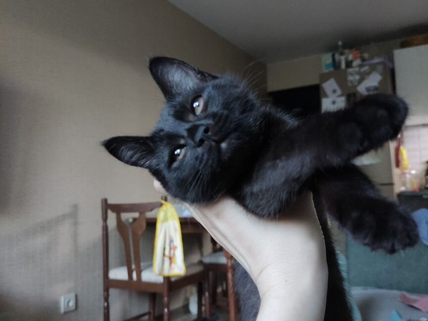 Котёнок метис
