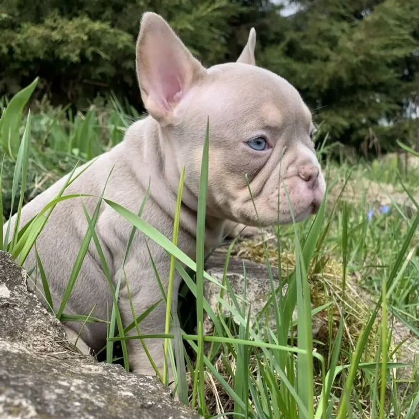 Американский булли, щенок