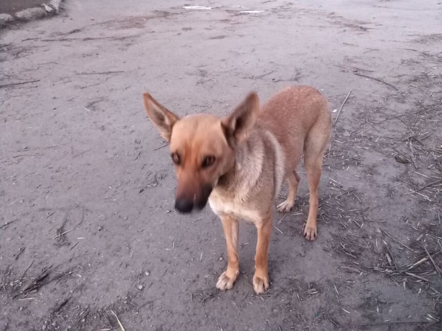 SOS Пропали собаки. Новочеркасск