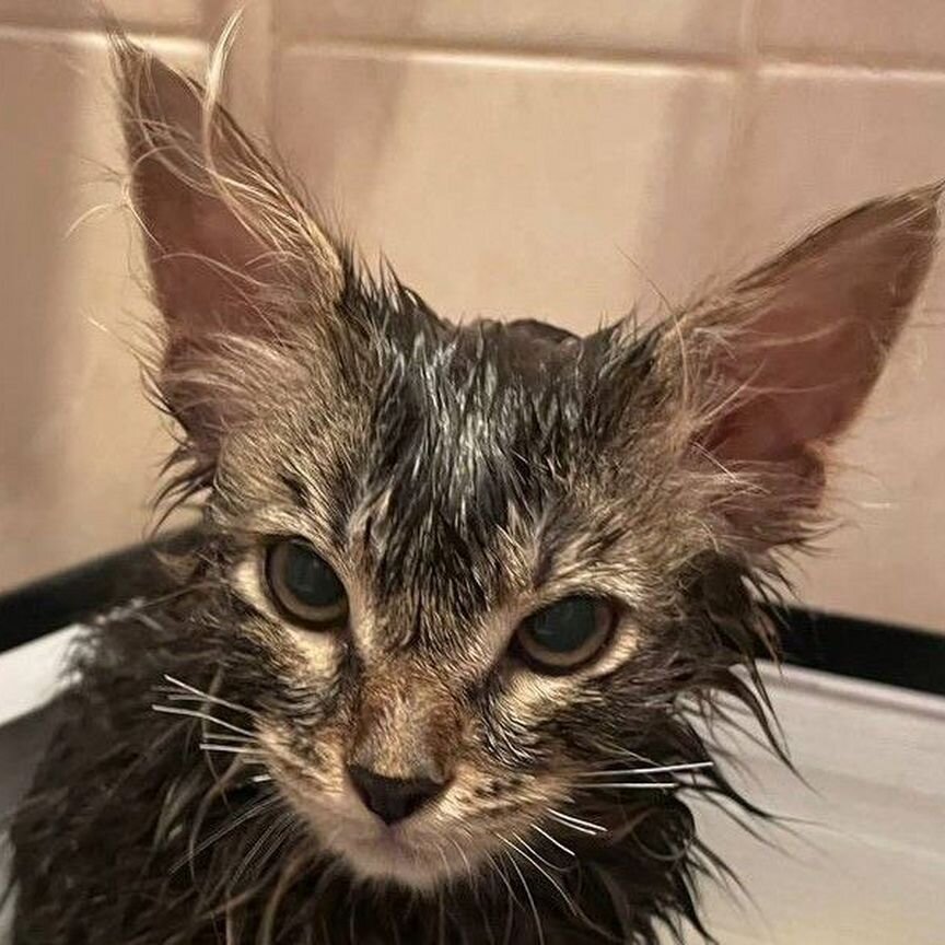 Котенок