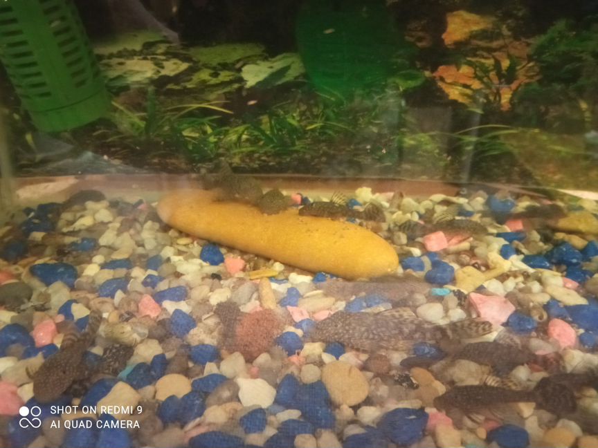 Сомики прилипалки, мальки.50 р