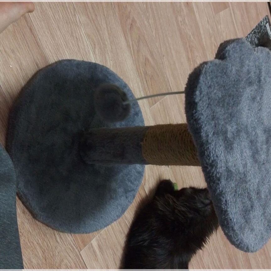 Когтеточка для кошек новая