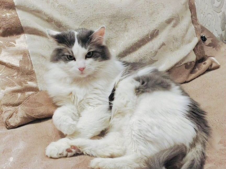 Котик с ветпаспортом в добрые руки