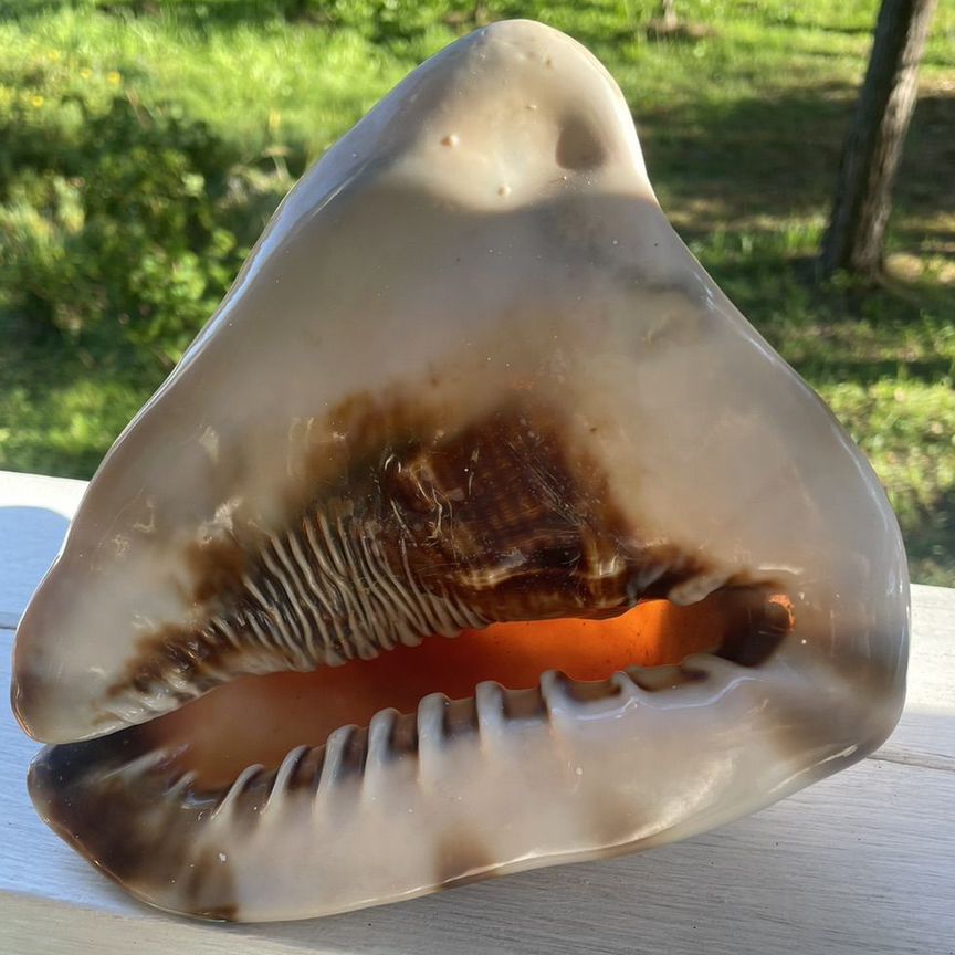 Большая морская раковина