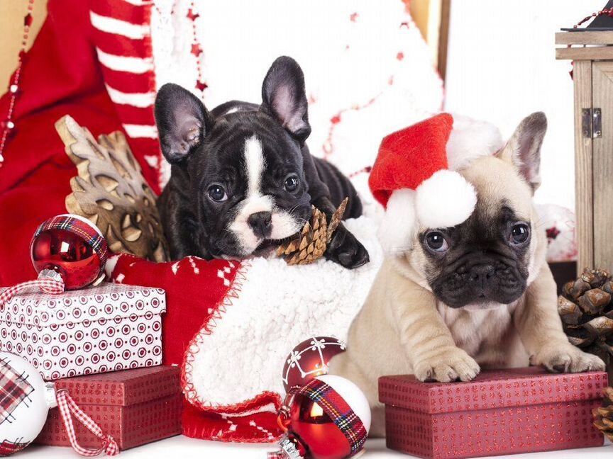 Французский бульдог щенки