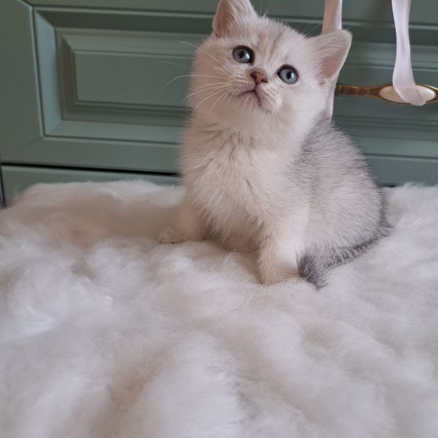 Котята британской шиншиллы