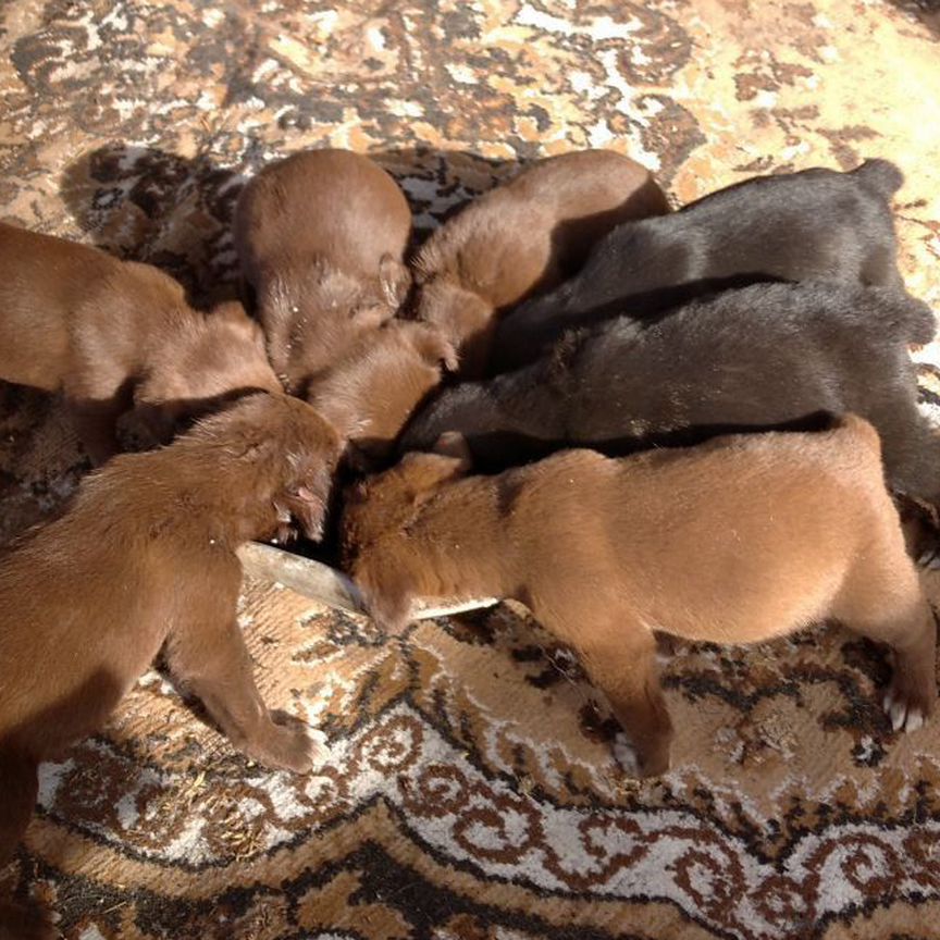 Щенки русской спаниели