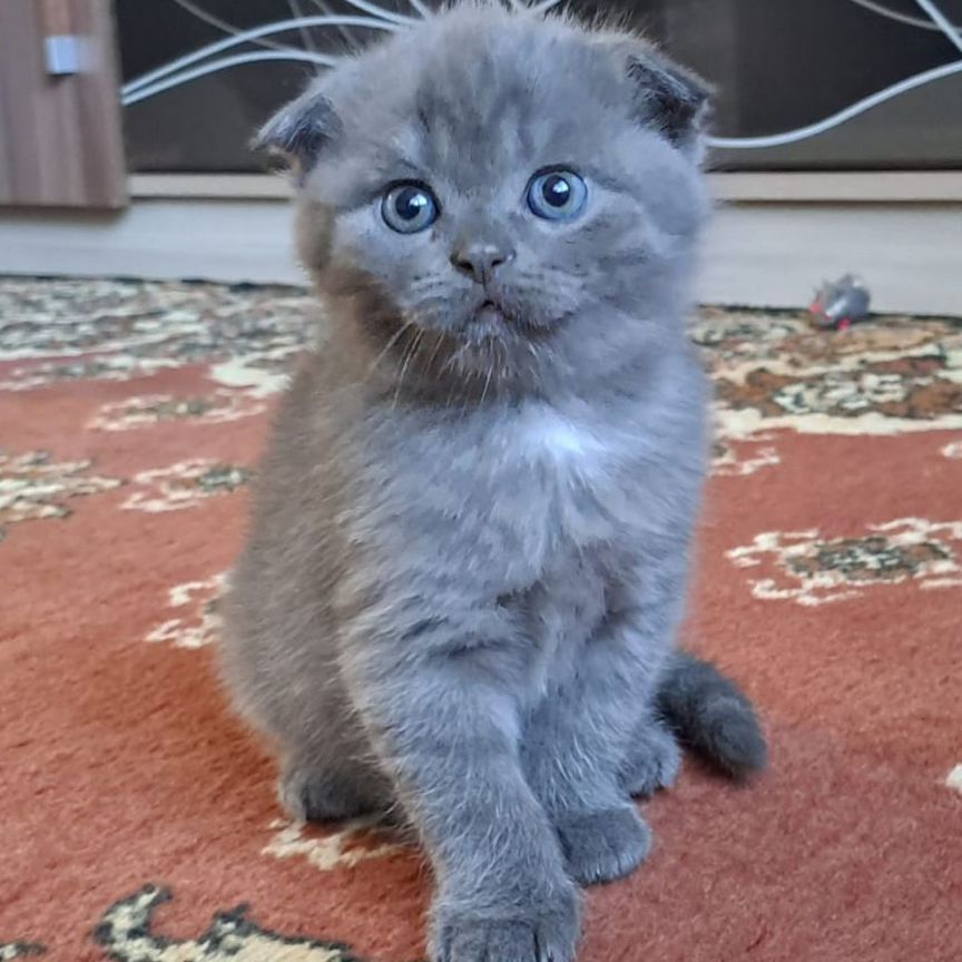 Британские вислоухие котята девочки