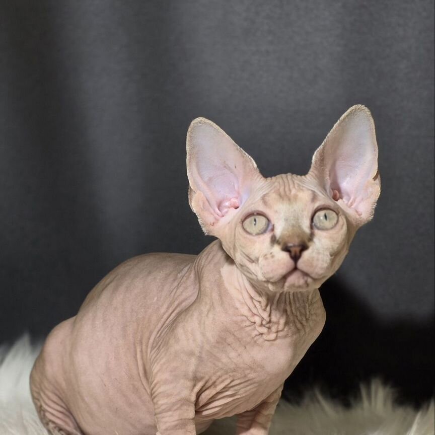 Канадский сфинкс