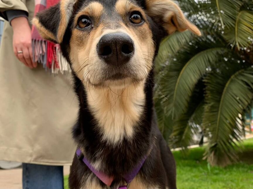 Супер спокойный щенок в добрые руки