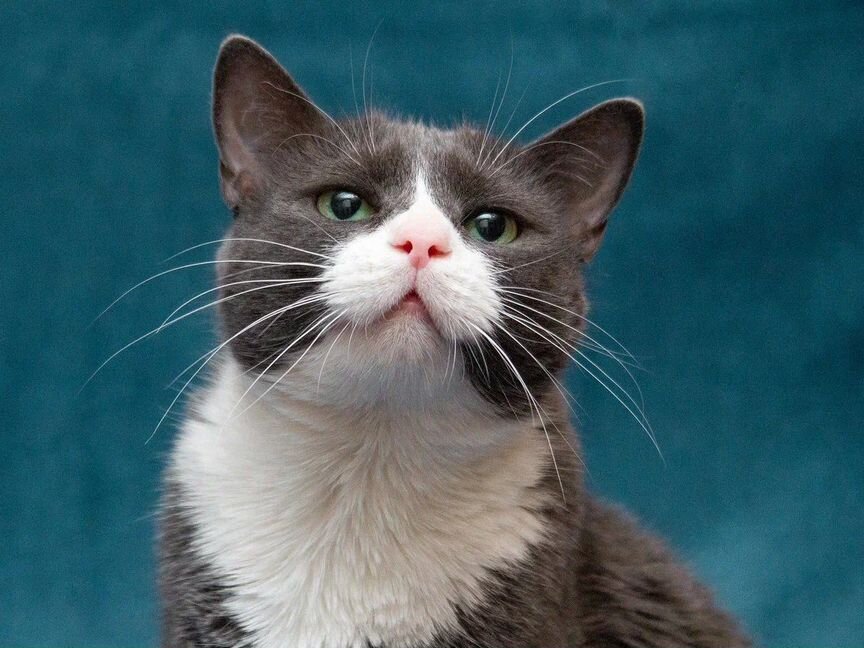 Кошка серая с белым