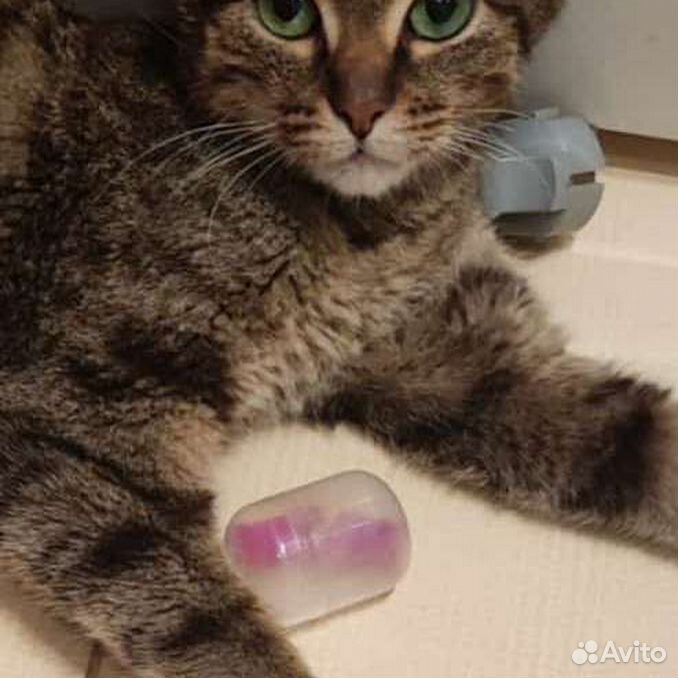 Кот с очень красивыми зелёными глазами