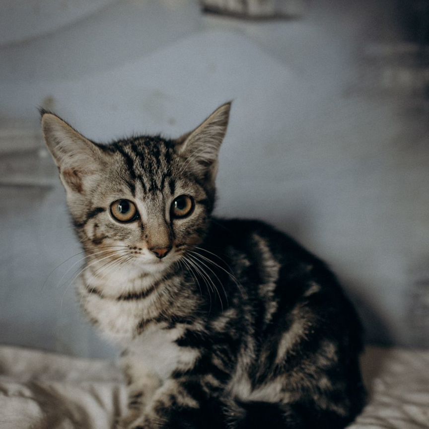 Айсику нужен дом