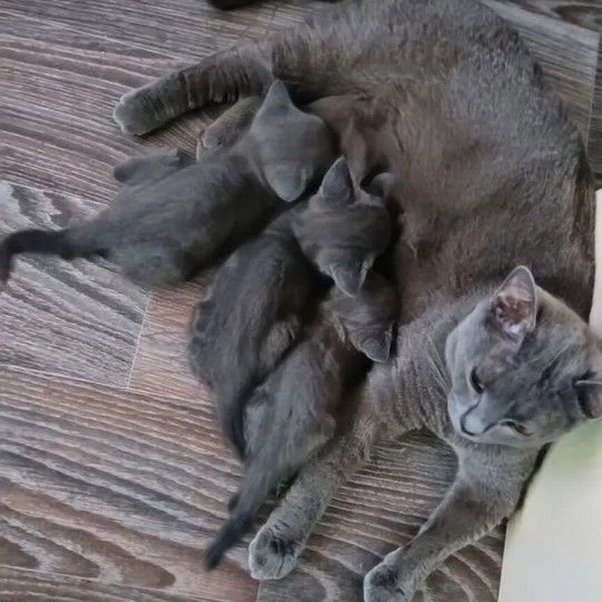 Европейский короткошёрстный котёнок