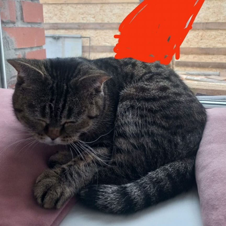 Кошка породистая