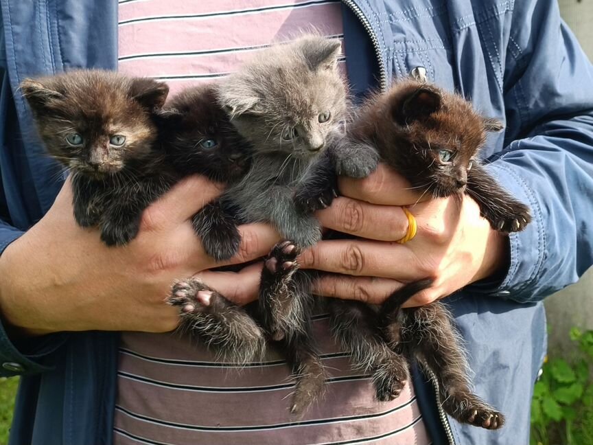 Котята в добрые руки