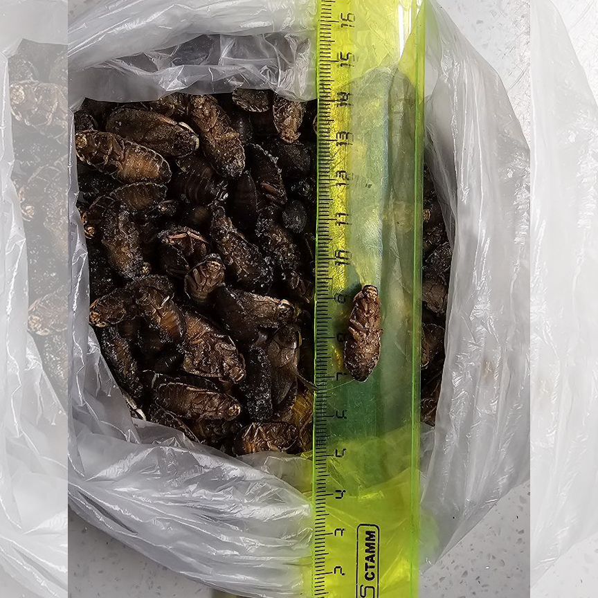 Замороженные тараканы