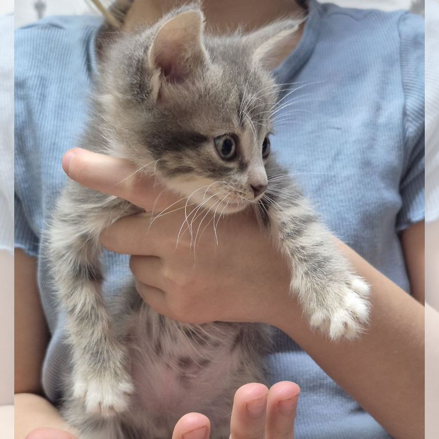 Канадский сфинкс котёнок