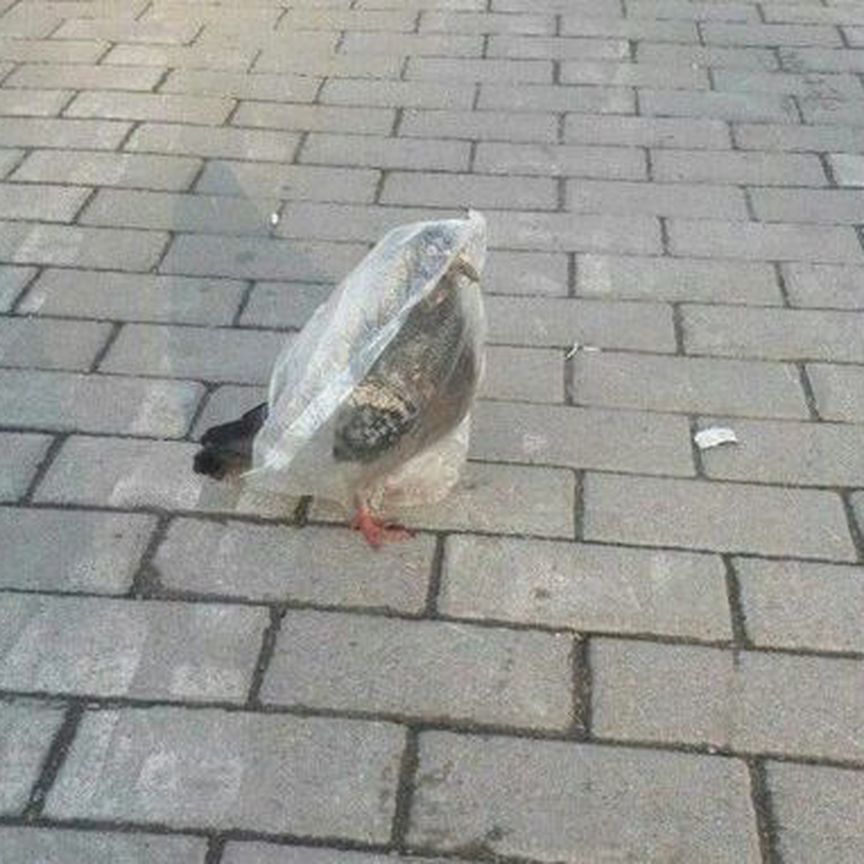 Голубь не распакованный