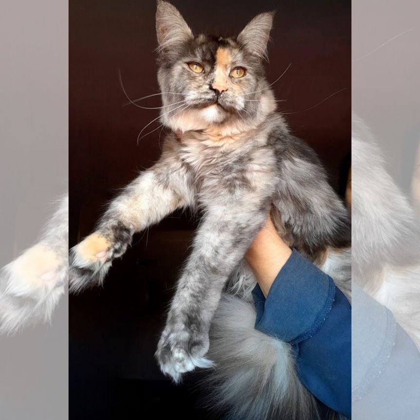 Мейн-кун котёнок