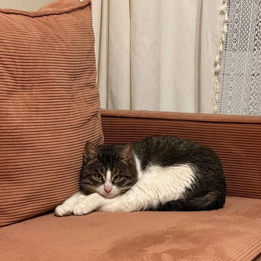 Взрослый кот в добрые руки