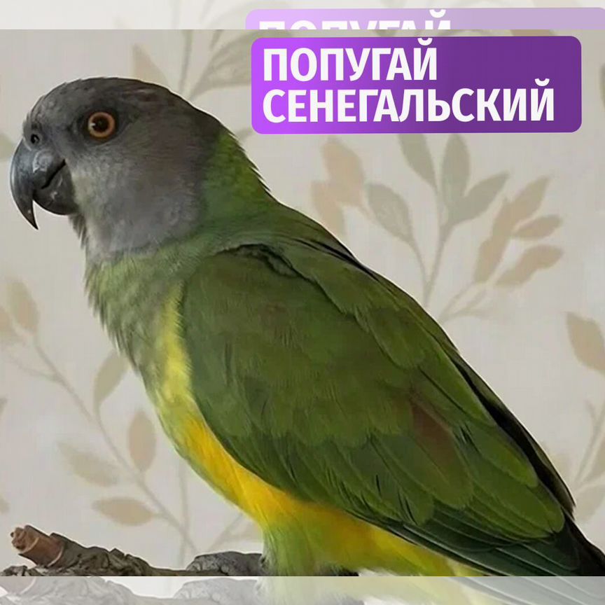 Попугай Синегальский