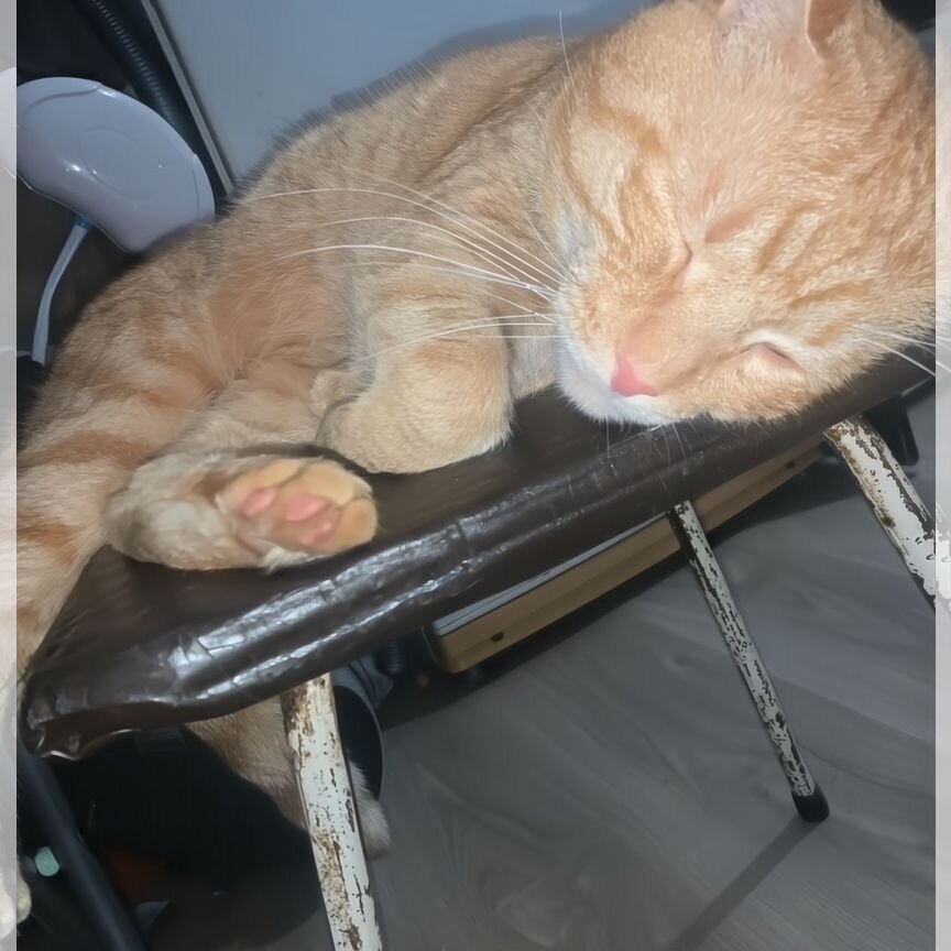 Мейн-кун, взрослый кот