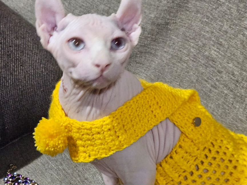 Котята сфинкс эльф