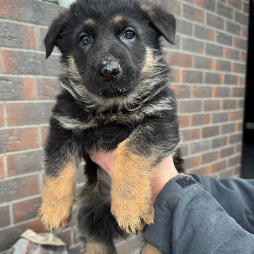 Немецкая овчарка, щенок