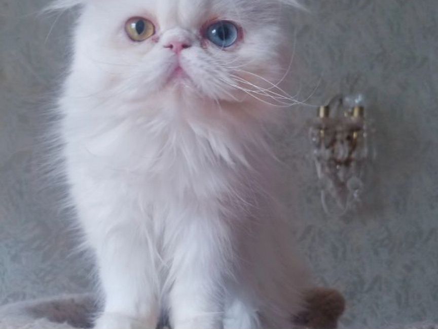 Персидская белая, разноглазая