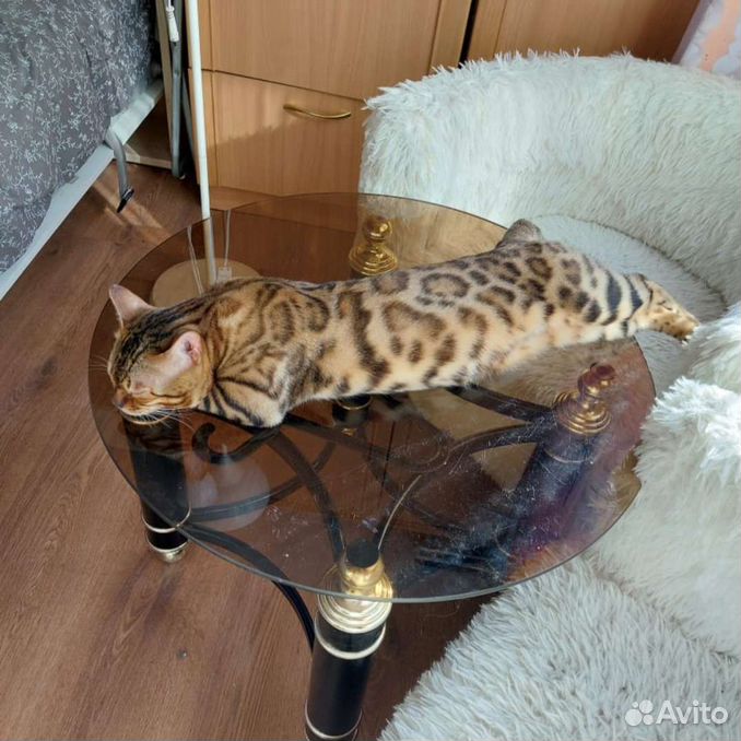 Бенгал вязка