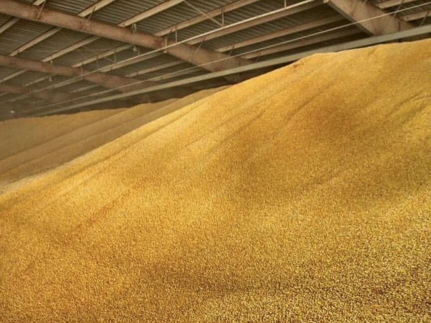 Пшеница кукуруза ячмень