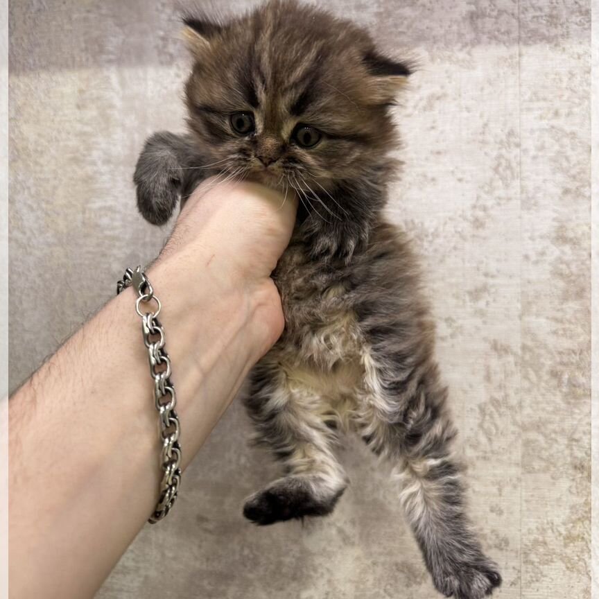 Сибирский котёнок