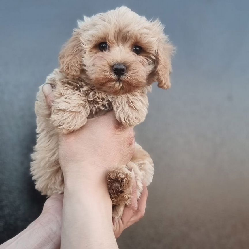 Мальтипу мини ф1