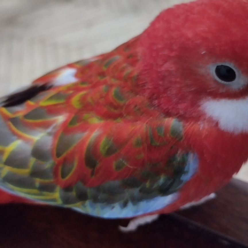 Продается попугай розелла