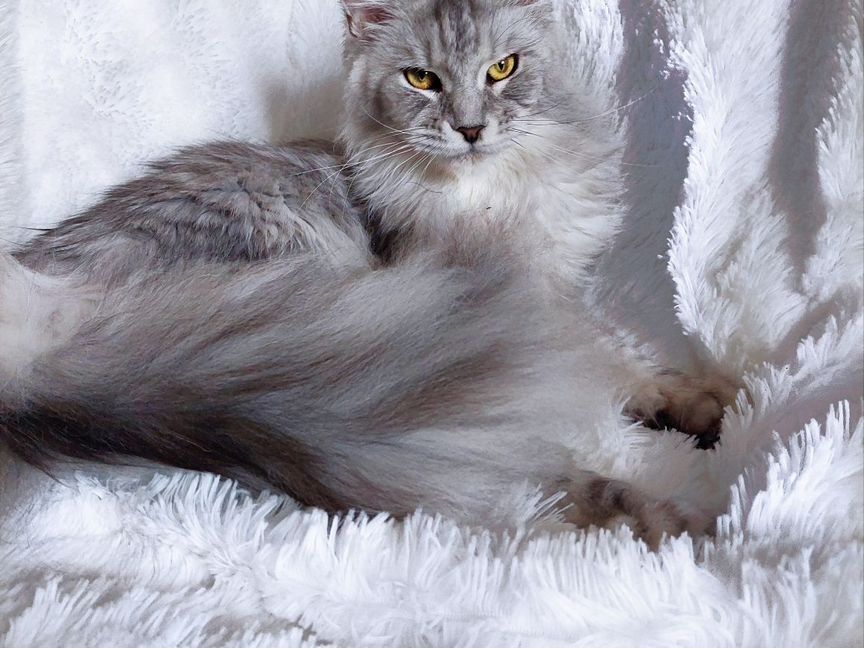 Серебряная девочка