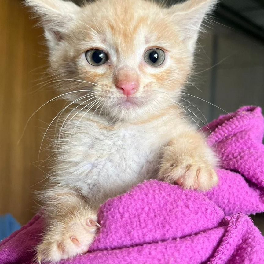Котята в добрые руки