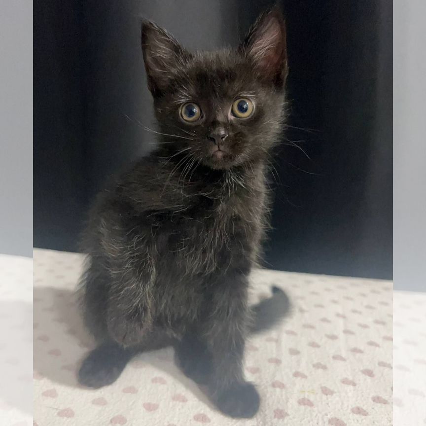 Котёнок от частного владельца