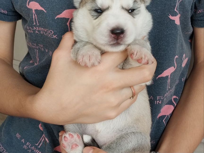 Щенки Сибирской хаски