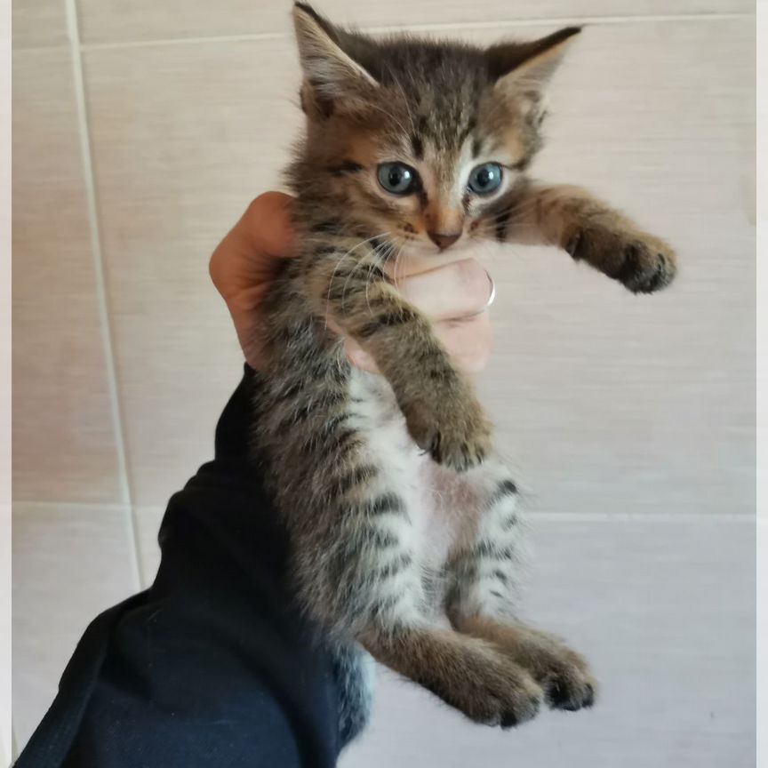 Отдам котят в добрые руки