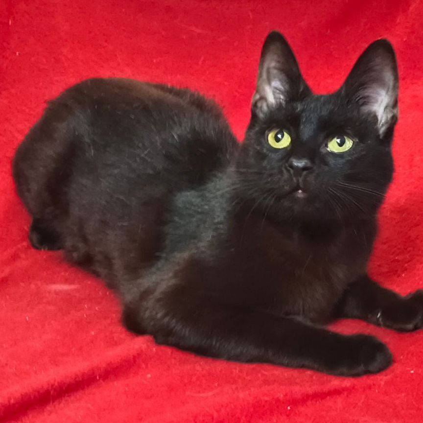 Ласковый мальчик ищет дом