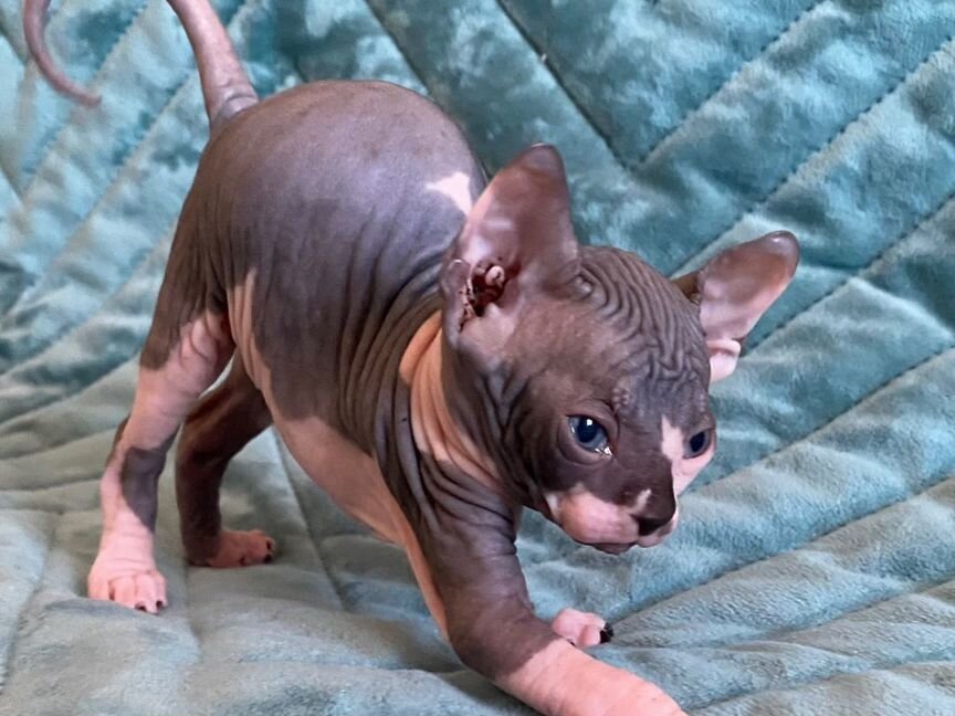 Очаровательный малыш сфинкс