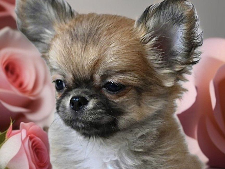 Щенки чихуахуа большой выбор окрасов