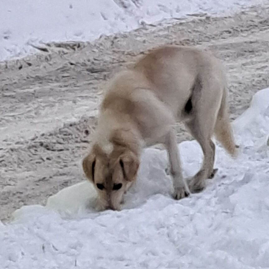 Лабрадор-ретривер, взрослый пёс