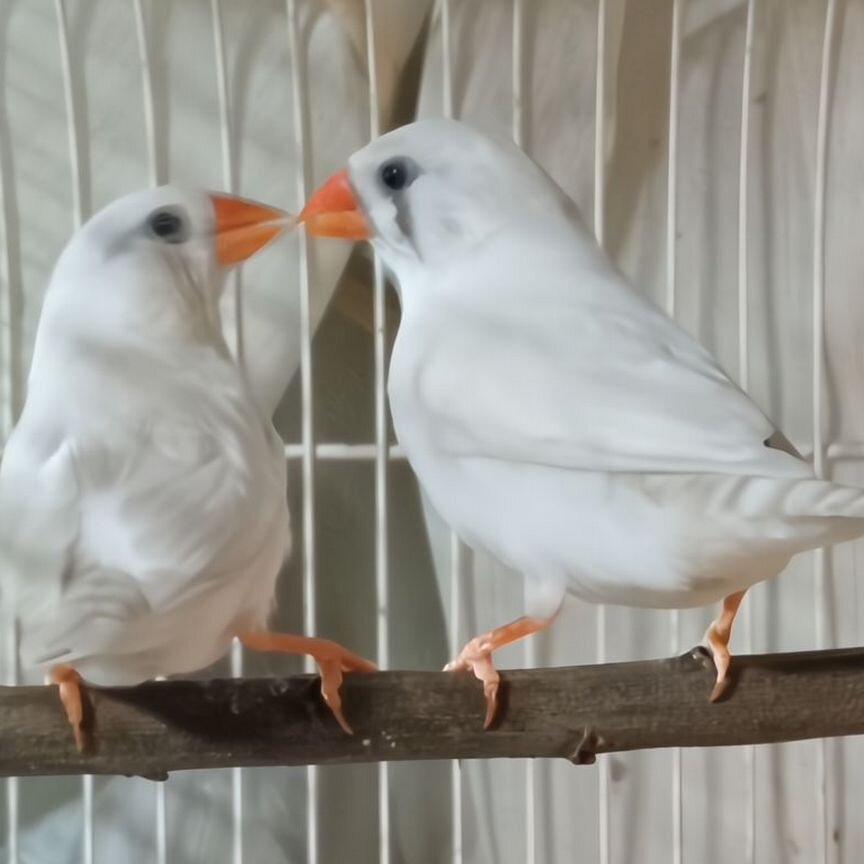 Зебровые амадины